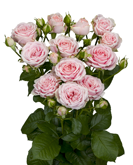 Gul' Amour! - Schreurs Roses