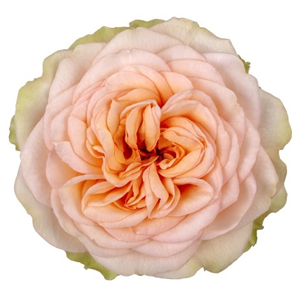 Amberly Park! - Schreurs Roses