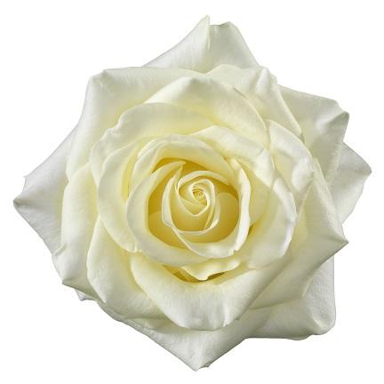 Annabel! - Schreurs Roses