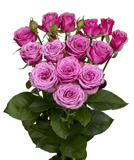 Saint Germaine! - Schreurs Roses