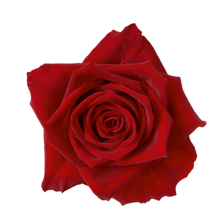 Angelina! - Schreurs Roses